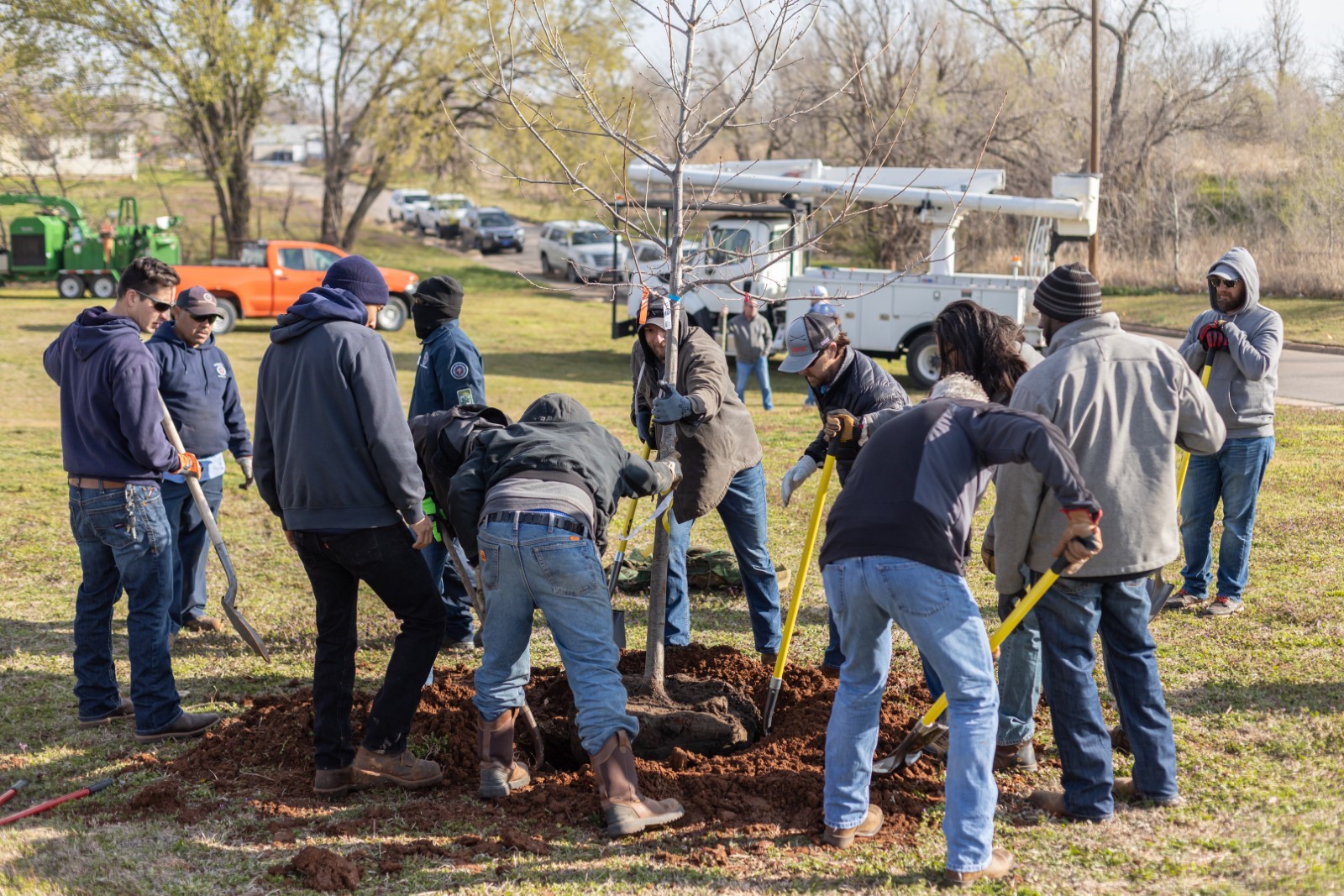 OGE expands Energy Saving Trees Program - Oklahoma Energy Today