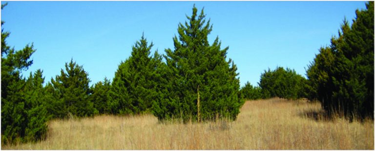 Oklahoma launches pilot program to study ways to stop red cedar tree ...